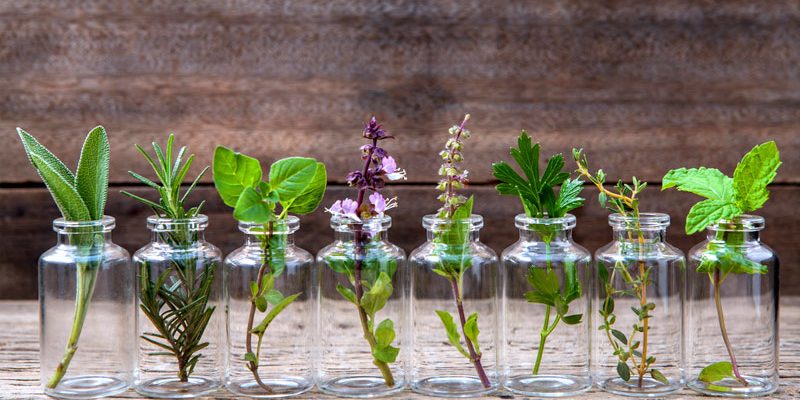 10 Ervas que você pode cultivar o ano todo em casa usando apenas água ...
